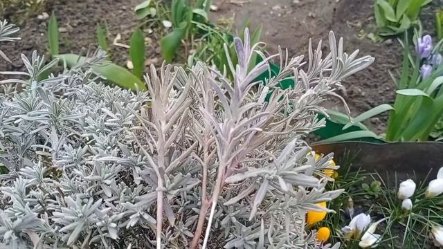 Куст Лаванды из холодного фарфора. Моя работа с натуры