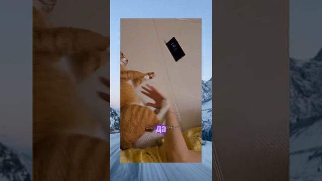 ПРИКОЛЫ С КОТАМИ / Кот в энергосберегательном режиме #юмор #приколы #смех #котики