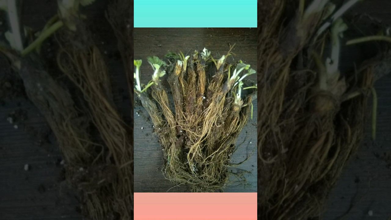 Урок 13. Внимание! Фриго - рассада, которую многие боятся. Что такое рассада фриго?