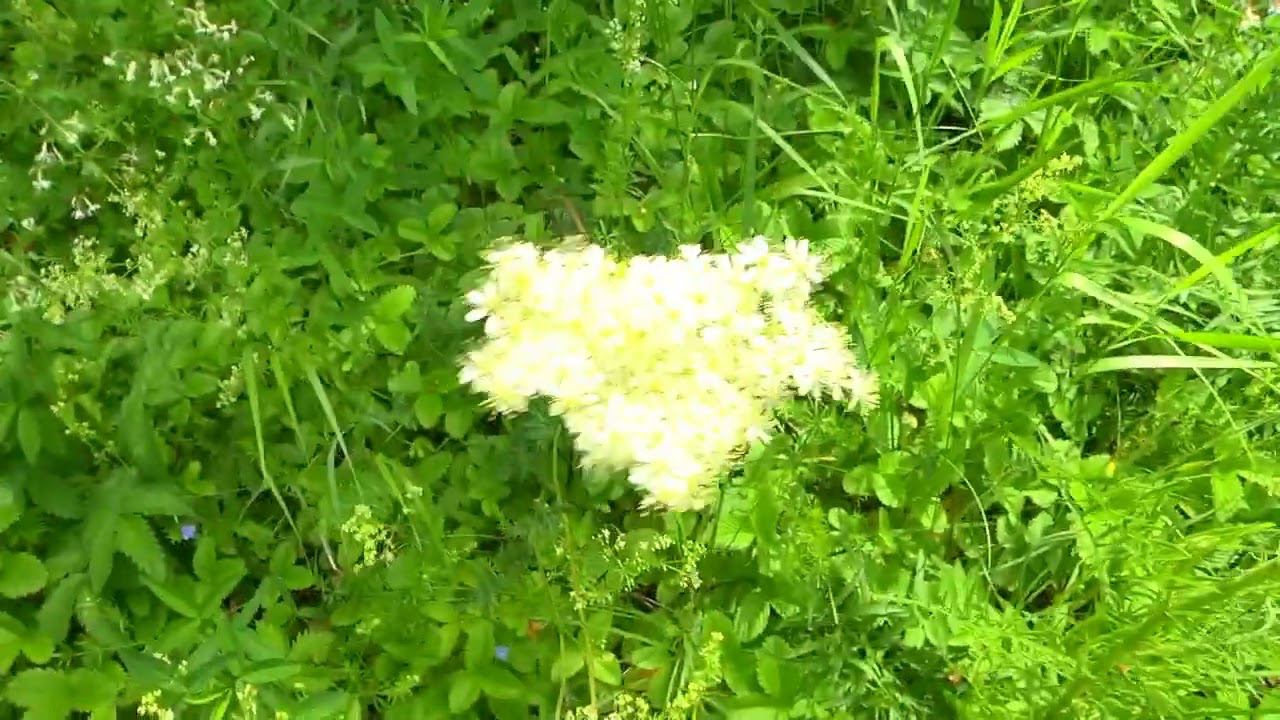 Проверка ловушек. Бобры.Пчеловодство.