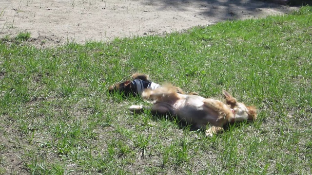 Люлюська собака-валяка