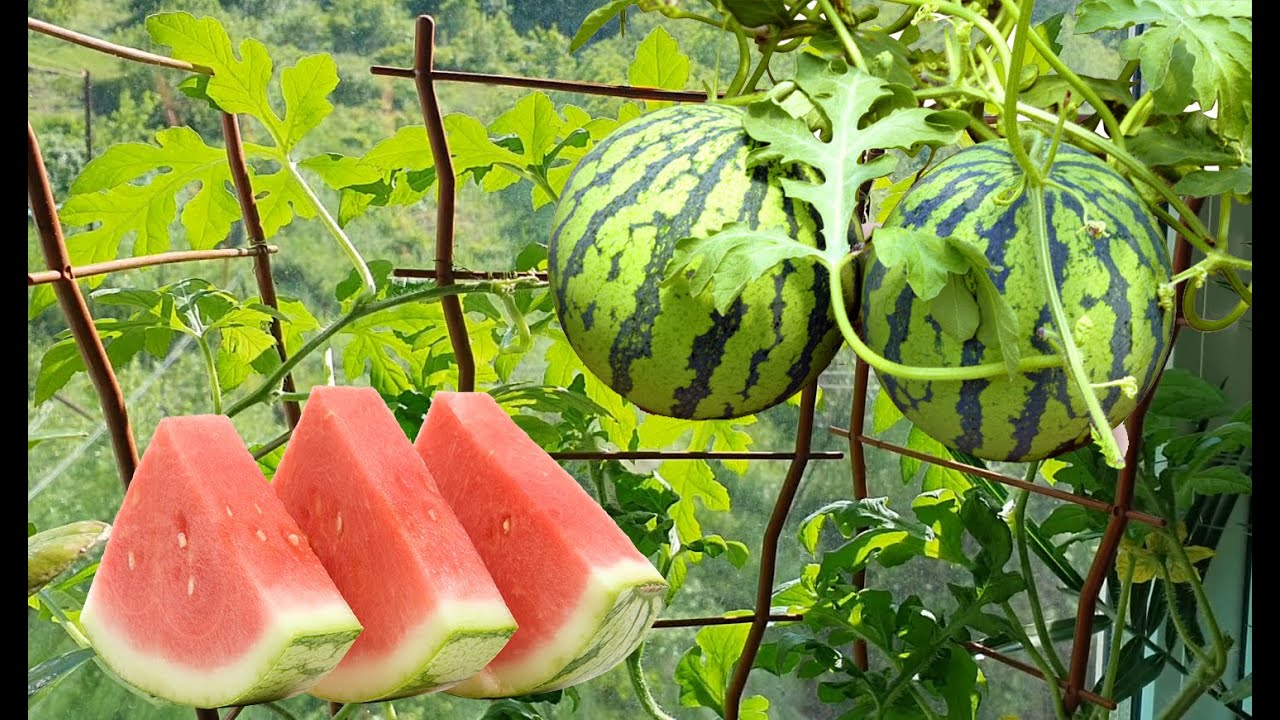 Я вырастил арбуз дома
