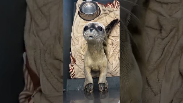 угадай кто я?.mp4