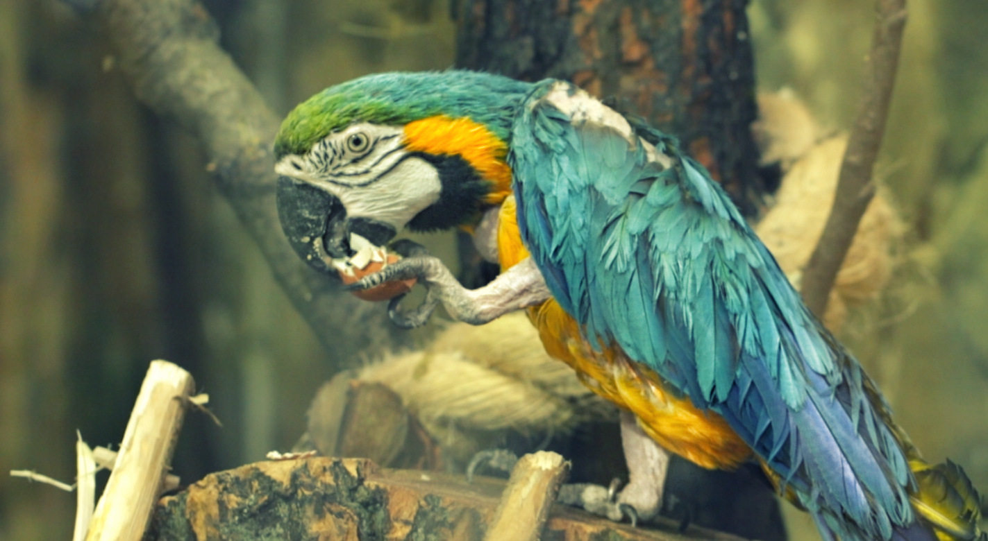 Всякие разные попугаи. Дом тропических птиц. Калининградский зоопарк.