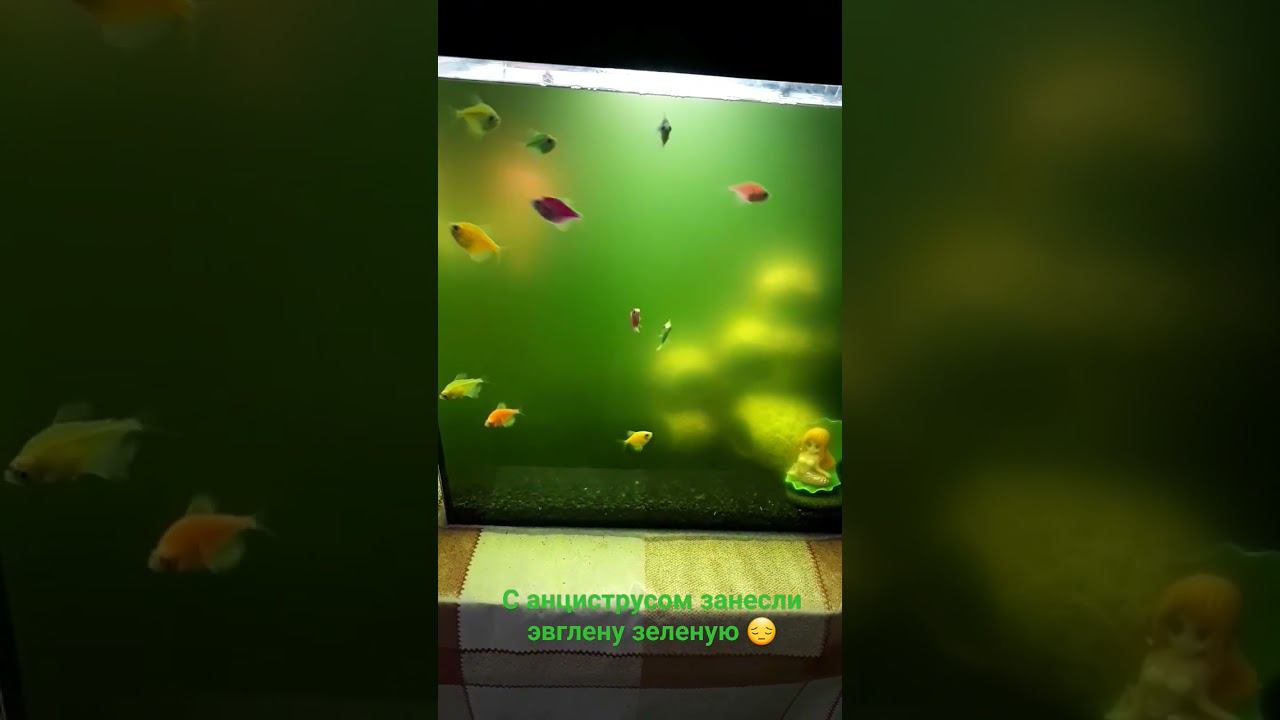 Боремся с эвгленой зелёной