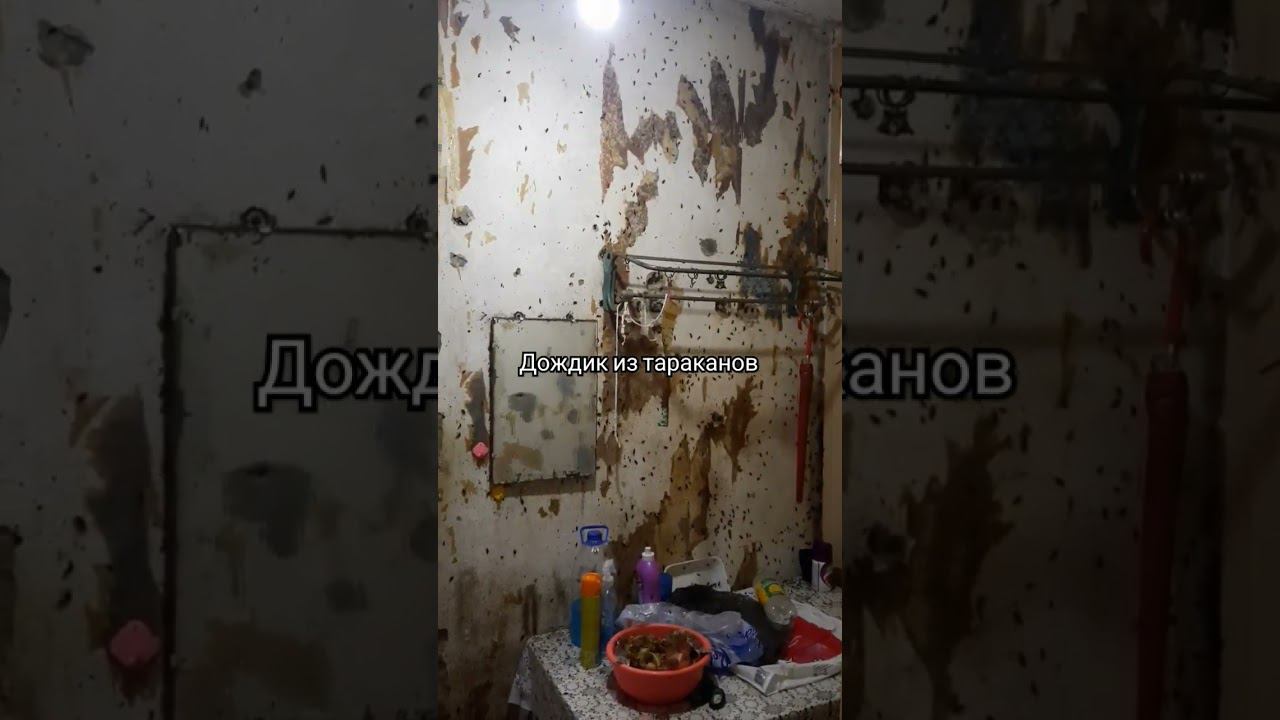 Тараканопад после обработки|cockroach fall after disinfection|Подпишись| #тараканы #cockroaches