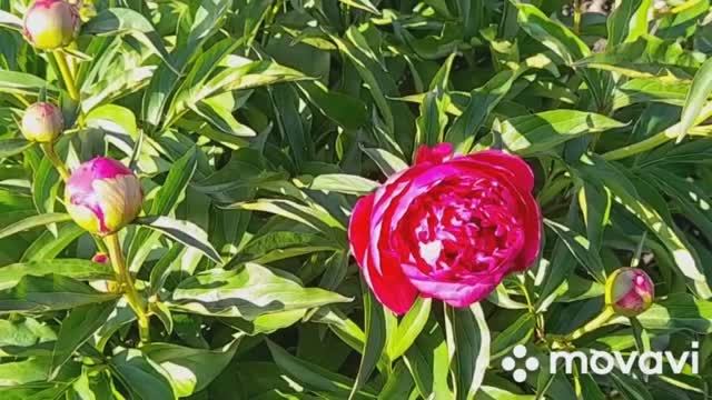 Огород на 10 июня,последствия заморозка.