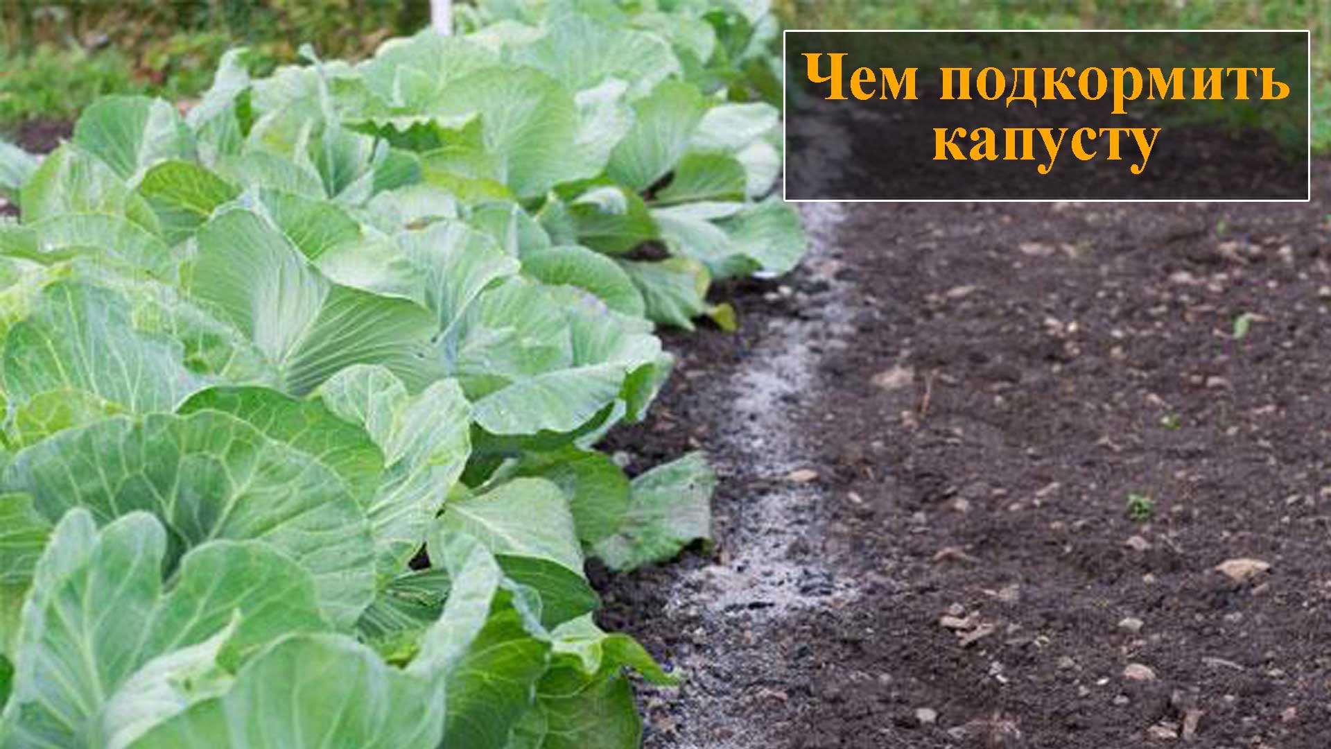Чем подкормить капусту