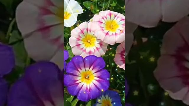 Волшебный мир. Вьюнок