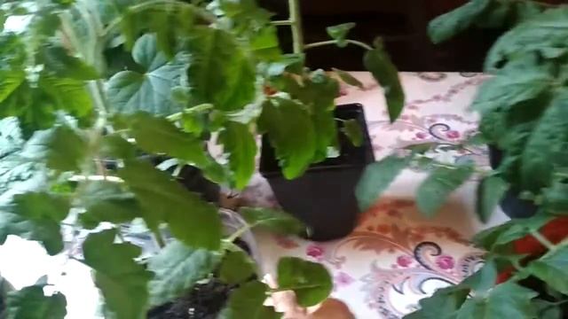 Мои томаты и огурчики для раннего урожая