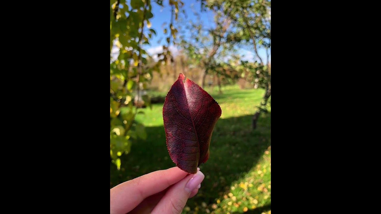 Красота осени