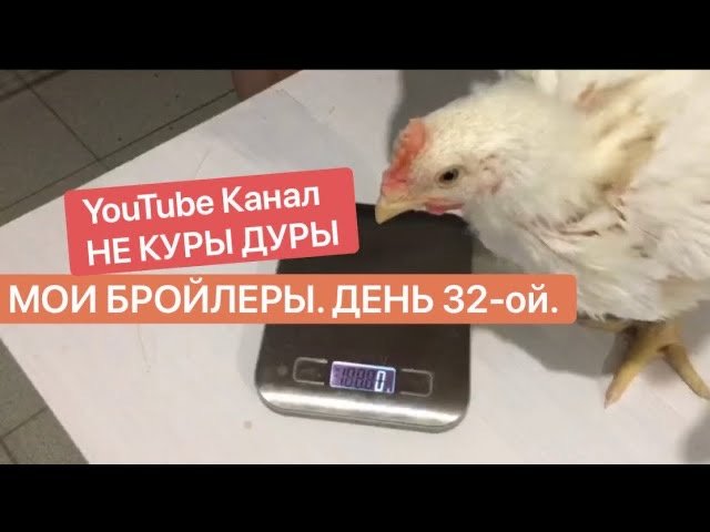 Бройлеры. День 32-ой. Результаты.