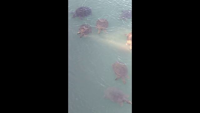 Турция 2024. Сиде. “SEHER SUN PALACE RESORT & SPA” 5 звезд.