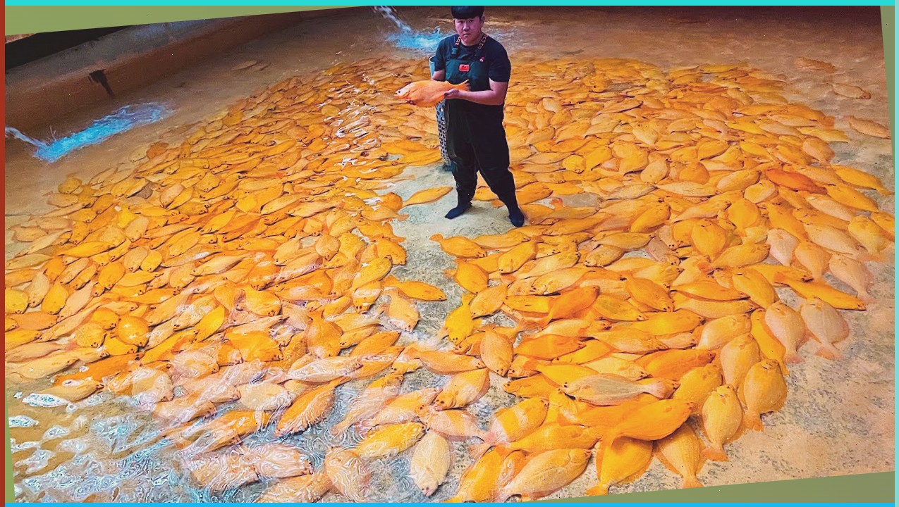 Впервые в мире! Корейская рыбная ферма, которая сделала легендарную золотую камбалу - корейская еда