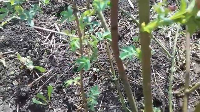 Распознаем побег шиповника у роз.