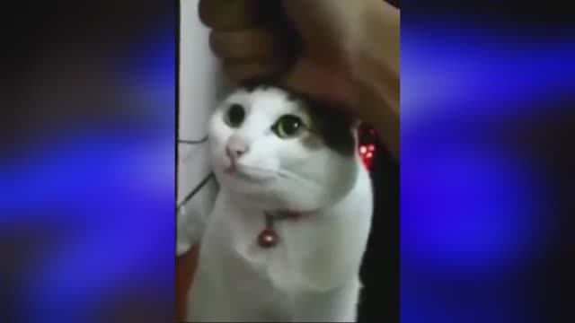 Кот сломался 🐱