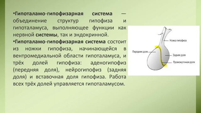 Анатомия животных. Гипоталамус, гипофиз, эпифиз. Видовые особенности у животных