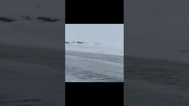 ПЕ...ЕЦ - ЭТО ... - КОТ ИЛИ ПЁС - THE ARCTIC FOX - THIS ... - A CAT OR A DOG  ?