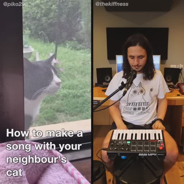 Как сочинить песню с соседским котом
