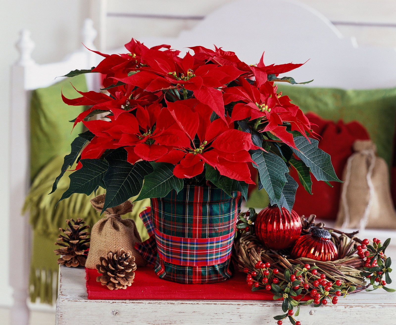 Почему у пуансеттии не краснеют листья, а остаются зелеными и что делать, чтобы цветок покраснел?