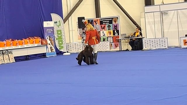 Чемпионат РКФ.Чемпионат Санкт-Петербурга.Всероссийский чемпионат по танцам с собаками.
