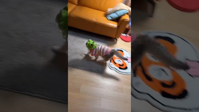 02-03-2024 кот в шапке