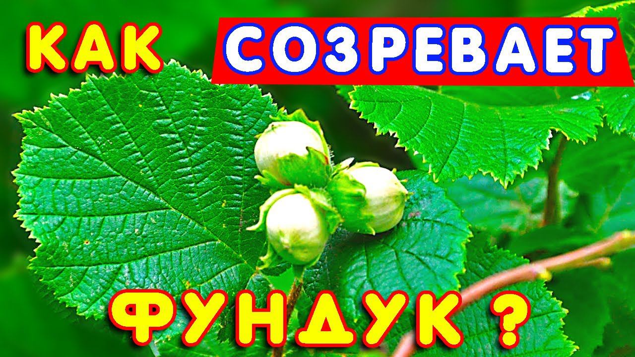 Как растет ФУНДУК: смотрим, что ВНУТРИ неспелого ОРЕХА на ветке
