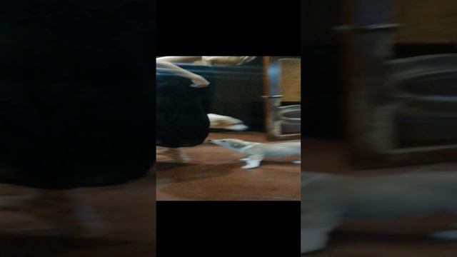 Балет и алабаи