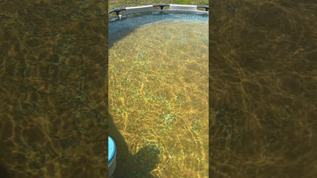 ЭТО СРЕДСТВО ЛЕГКО ОЧИСТИТ БАССЕЙН