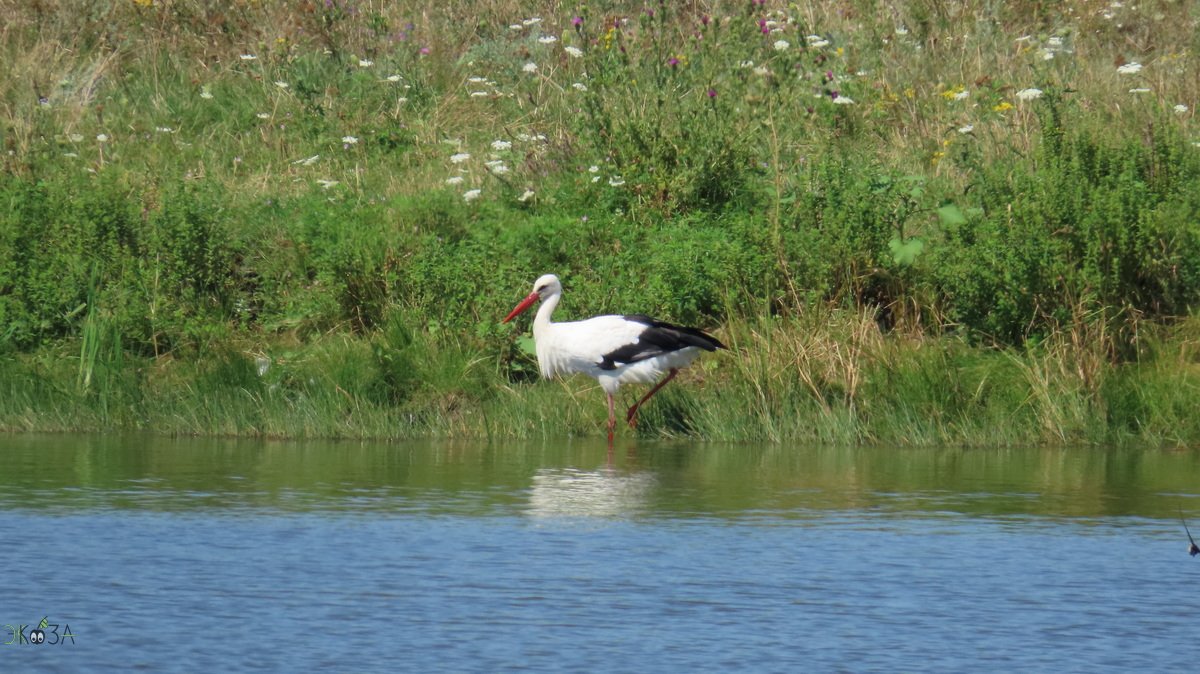 Аист, цапли и серые и белые, пара лебедей, лысухи. У пары чомг - снова птенцы