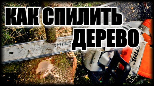 СПИЛ ДЕРЕВЬЕВ ПОЭТАПНО ДВИГАЯСЬ ОТ МАКУШКИ К КОМЕЛЮ С АВТОВЫШКИ ОТ ПЕРВОГО ЛИЦА