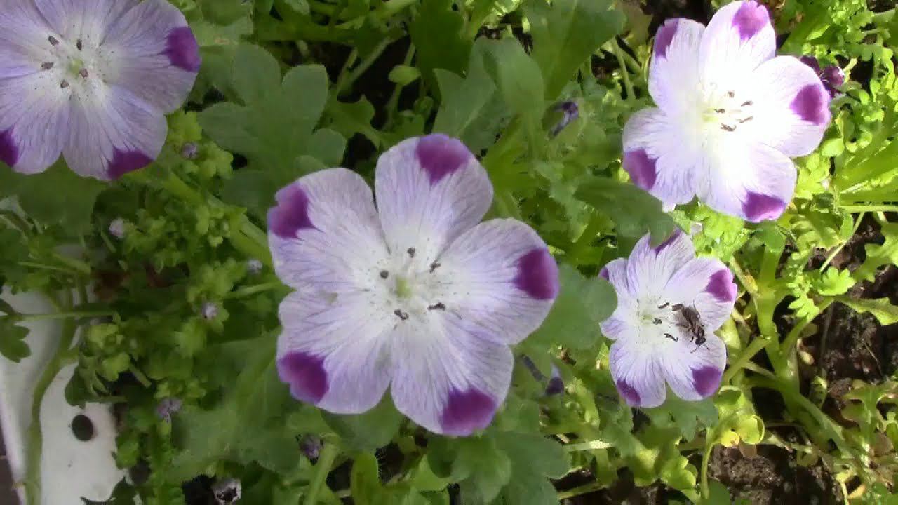 Выращивание немофилы от посева до цветения.