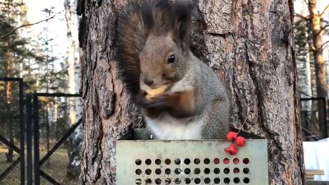 Что? Фундук?? Да ни за что!