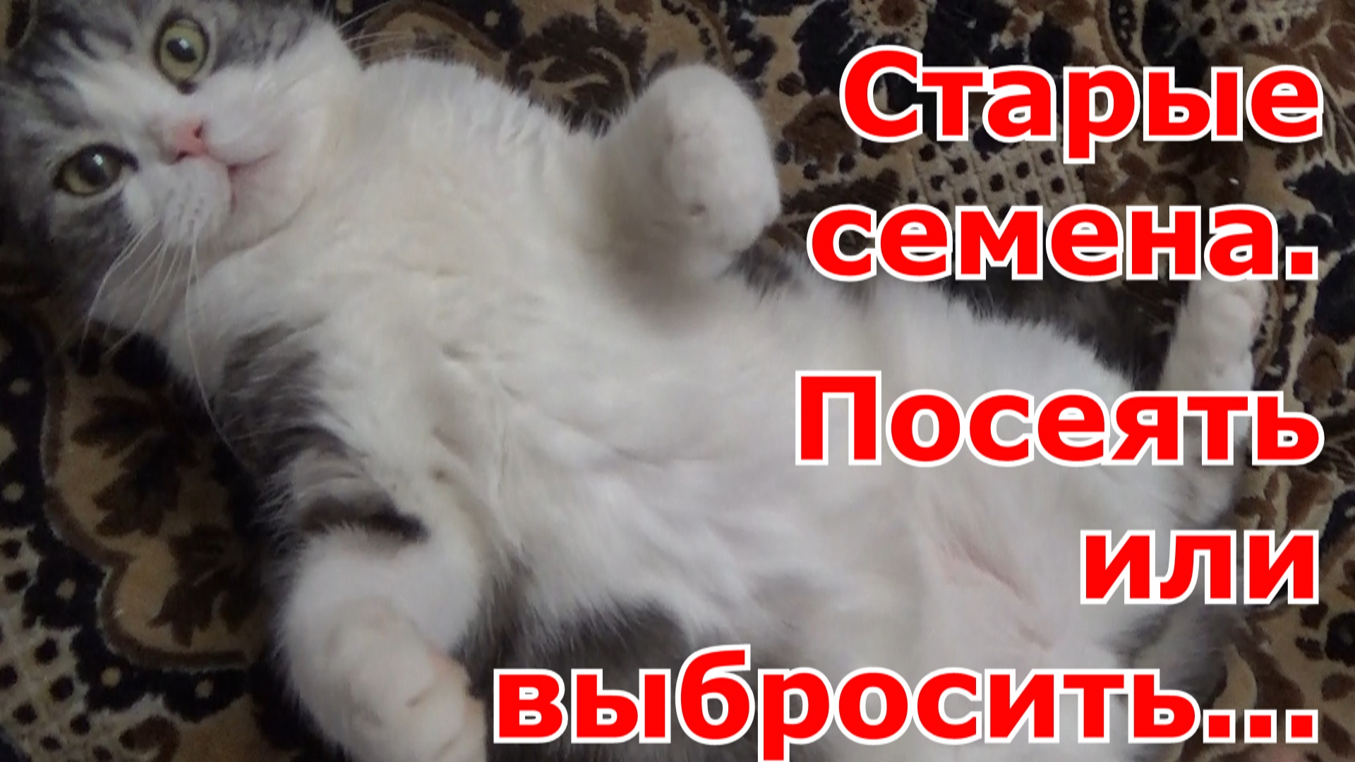 Как использовать старые просроченные семена. Условия для зимнего посева зелени, овощей и цветов.