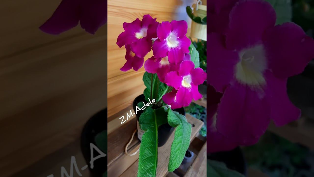 Стерптокарпус ZM-Adele #shots