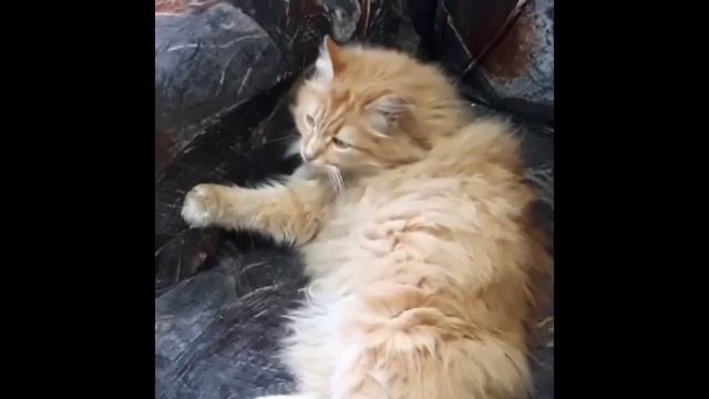 Смешные Коты