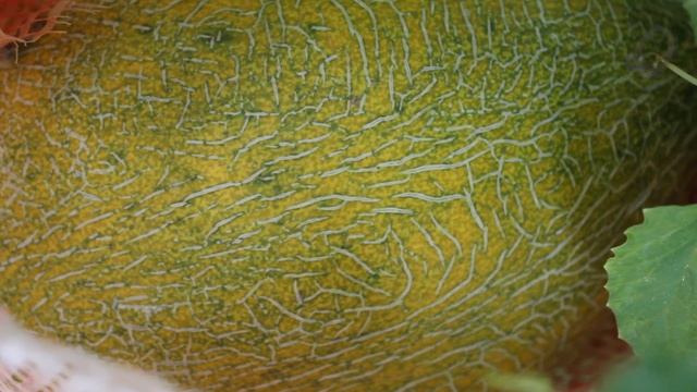 Ура!!! Спеют дыни!!!