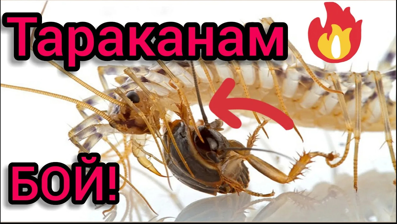 Мухоловка избавит Вас от тараканов, мух, комаров, пауков, моли и прочих паразитов.