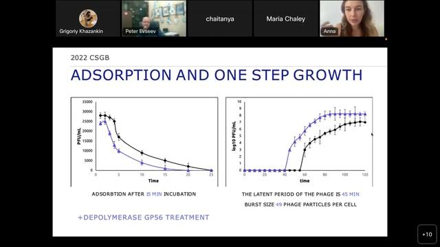Пред. обработка полисахариддеполимеразой повышает инфекционную эффективность фага Klebsiella КР 1079