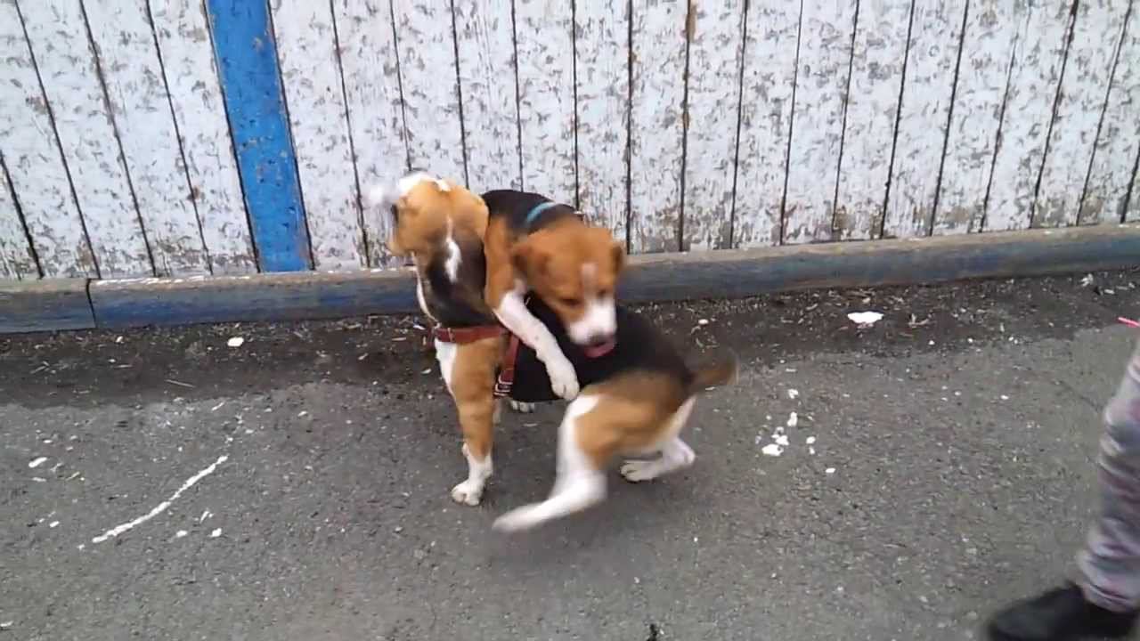 Бигли Фока и Кекс 08.05.2013 ч.2