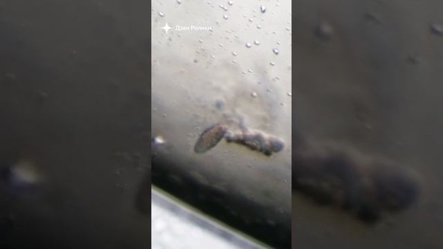 Гибель инфузории