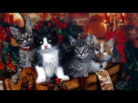 Зачастую кошки странным и загадочным образом влияют на жизнь людей, меняя её к лучшему