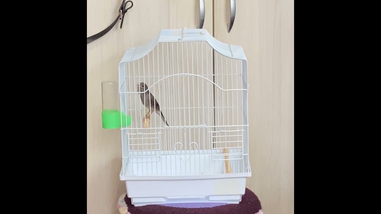 Кенар голубой 5 месецев