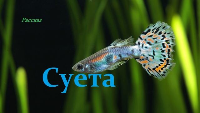 Суета.. (рассказ)..