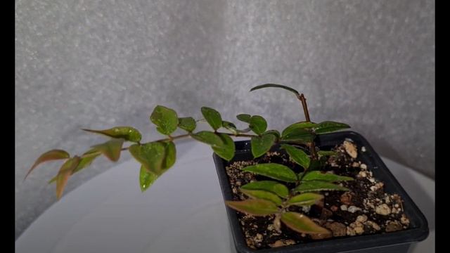 Австромиртус