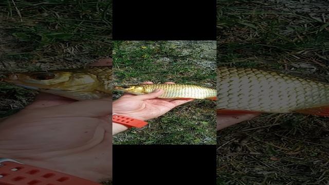 Золотая рыбка