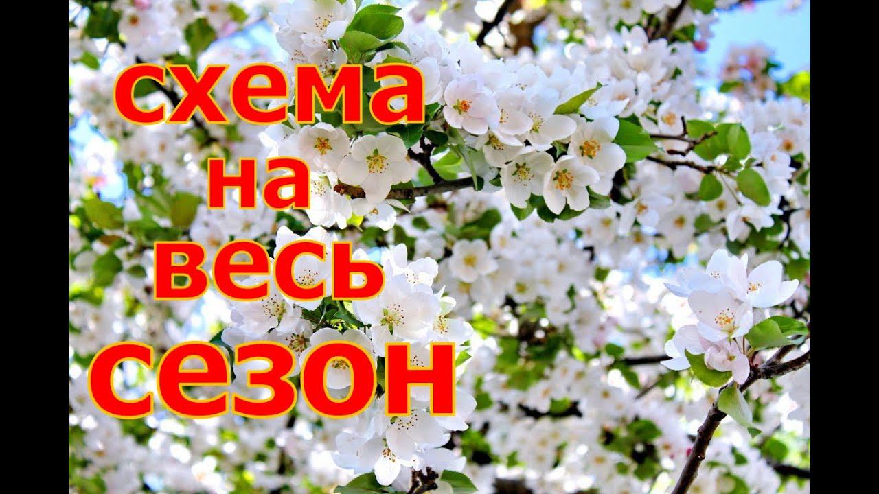 ВАЖНО! СДЕЛАЙ ЭТО! Полная схема обработки сада на год! Здоровый сад! Личный опыт!