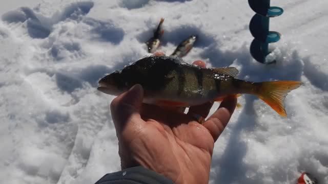 оз.Светлое,оз.Окуневое (пр) 14.04.2019