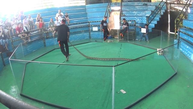 ЗМЕИНАЯ ФЕРМА. ШОУ