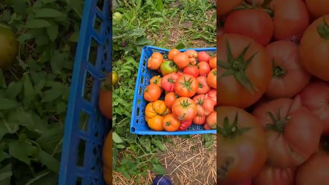 Урожай за один день с 8-ми метровой теплицы